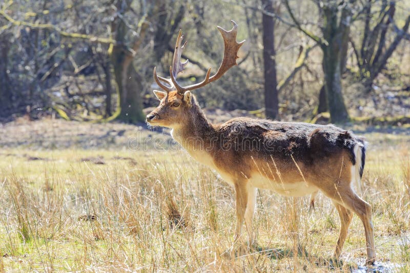 Wild Deer in New Forest National Park Stock Photo - Image of national ...