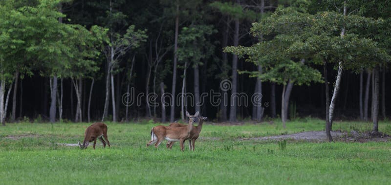 Wild Deer in North Carolina Stock Image - Image of whitetail, animal ...