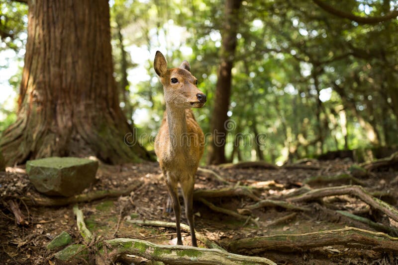 Wild deer at outdoor stock photo. Image of cervinae, mammal - 83923368