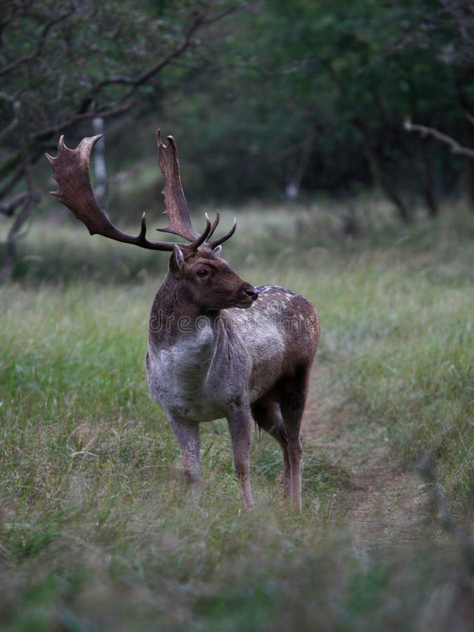 Wild deer stock photo. Image of forest, landscape, look - 31307280