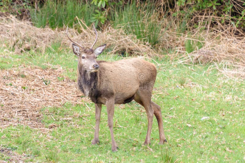 Red Deer Scottish Highlands Stock Image - Image of female, highland ...