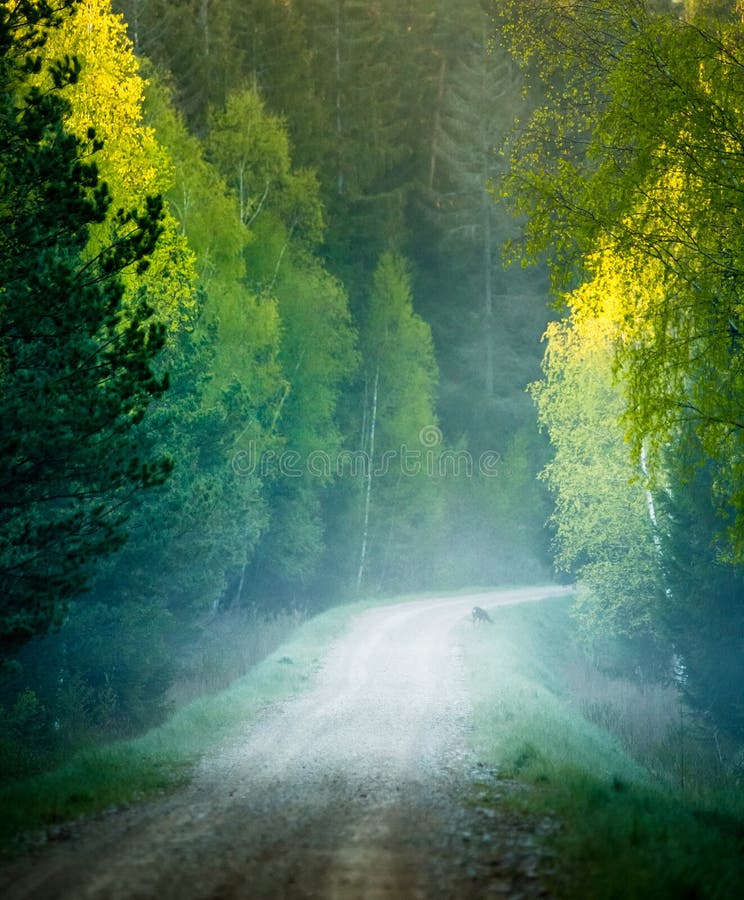 A Wild Deer on the Side of a Forest Road in Spring Morning. Natural ...