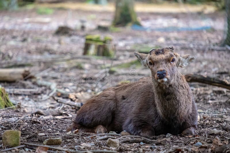 A Wild Deer Sitting in the Park Stock Image - Image of fawn, cute ...