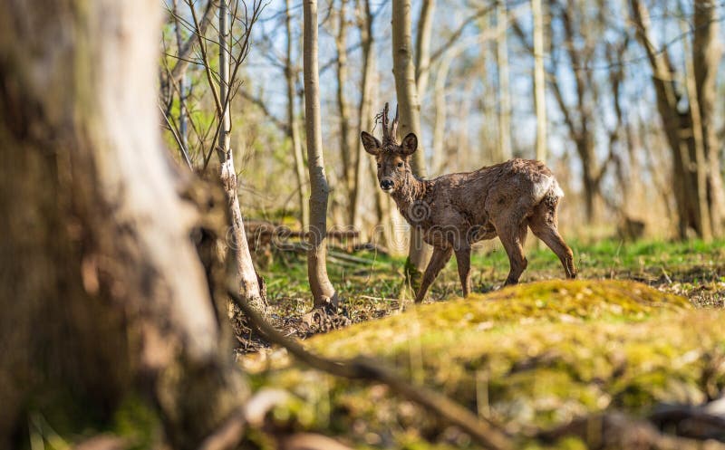 Deer standing in a forest stock photo. Image of portrait - 268092526