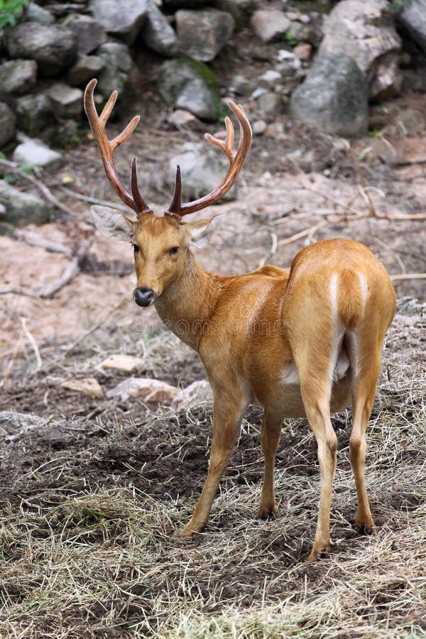 Wild Deer are Staring with Great Interest. Stock Image - Image of ...