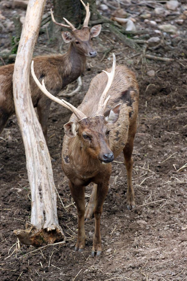 Wild Deer are Staring with Great Interest. Stock Image - Image of ...