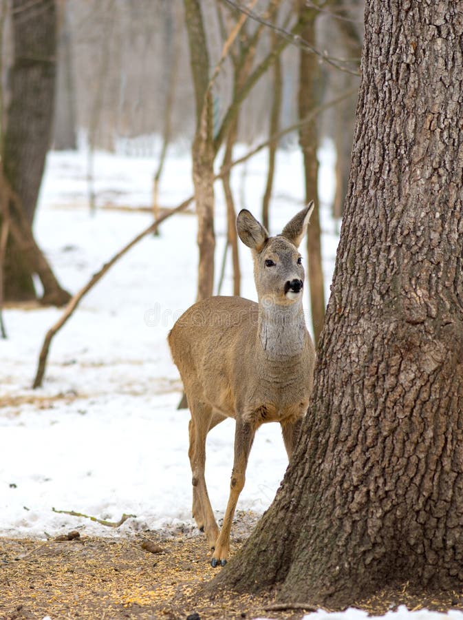 Mule Deer Behind A Tree stock photo. Image of forest - 97063086