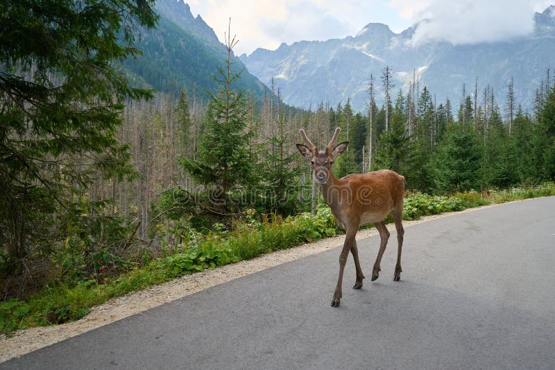 Wild Deer Walking on the Road in the Mountains Stock Photo - Image of ...
