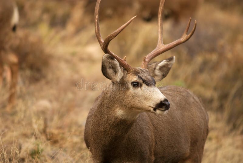 Wild Deer In The Wild Picture. Image: 4762090