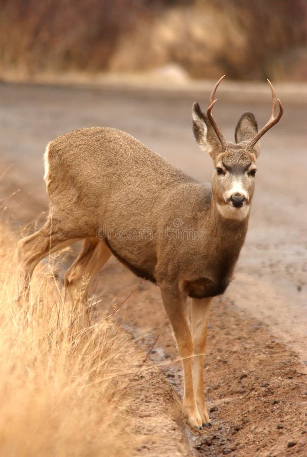 Wild deer in the wild stock photo. Image of national, pointer - 4762220