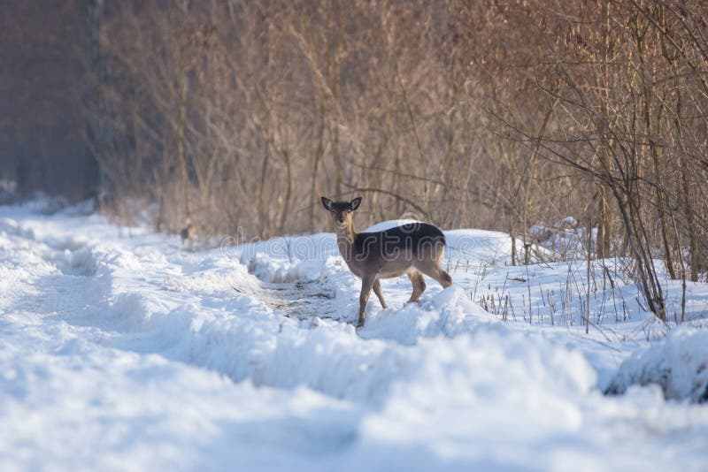 Wild Deer in Winter Landscape, in the Forest Stock Photo - Image of ...