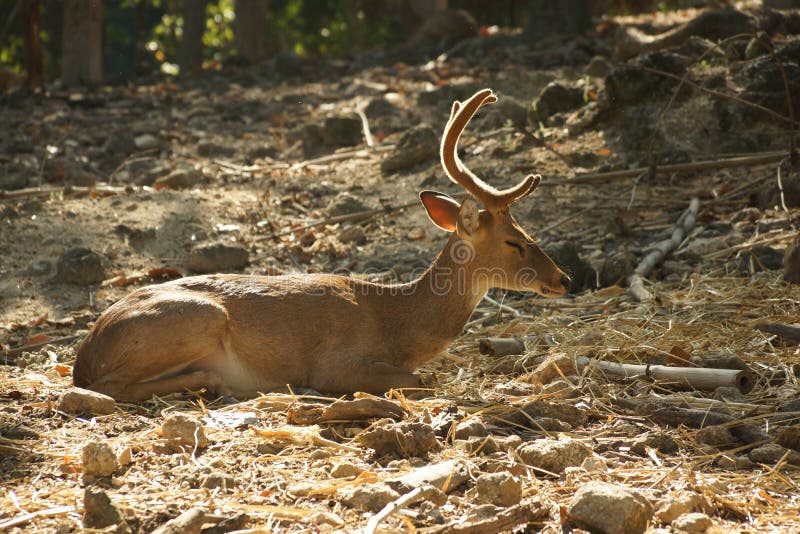 Wild Deer in the Woods Resting and Sleeping at Sunset Stock Photo ...
