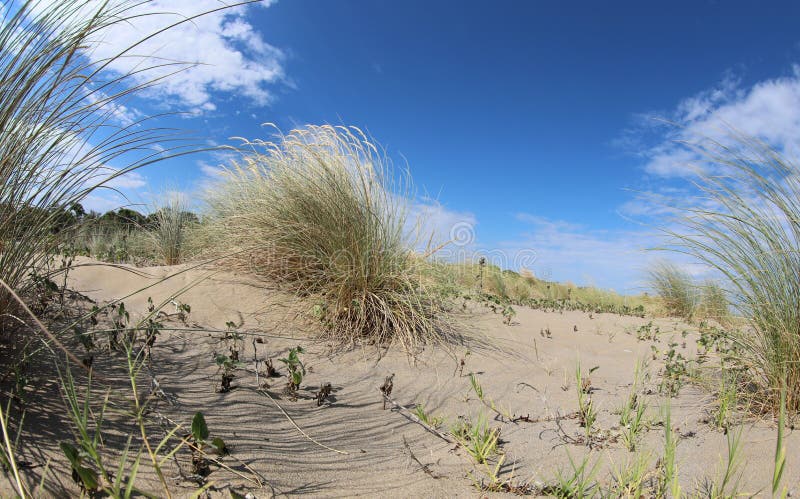 Wild Desert Landscape with Sand and Some Bushes and Sky Stock Photo ...