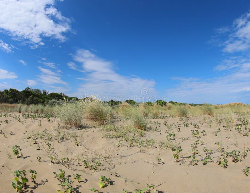 Wild Desert Landscape with Sand and Some Bushes and Sky Stock Photo ...