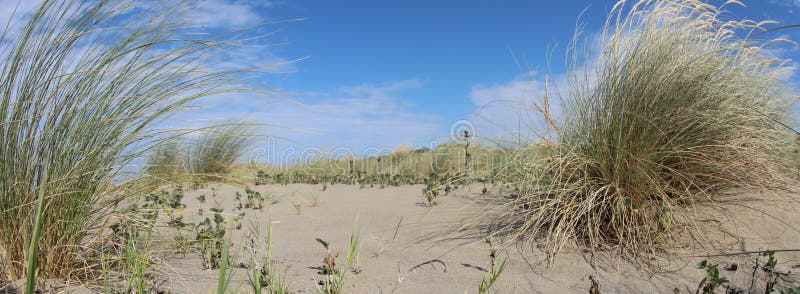 Wild Desert Landscape with Sand and Some Withered Bushes Stock Image ...