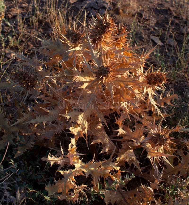 Wild Desert Planet in Summer Stock Image - Image of soil, leaf: 252396379