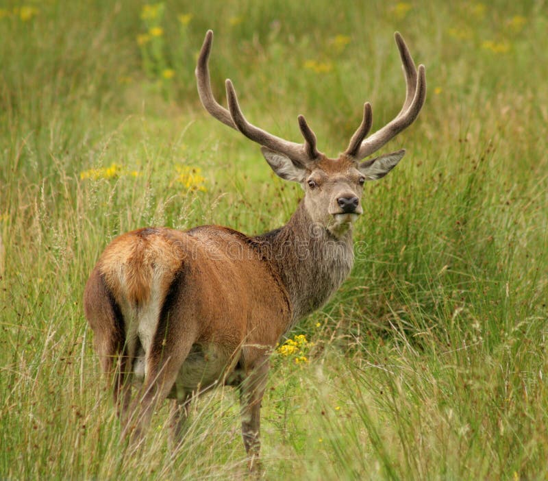 Wild Dierlijk Stekelvarken in Wildernis Stock Afbeelding - Image of ...