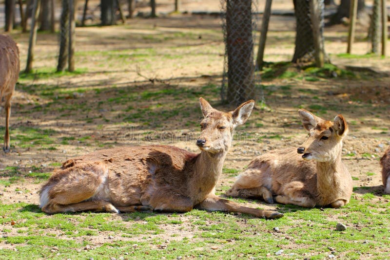 Dier - Wanneer Herten Het Eten Stock Afbeelding - Image of mooi, alleen ...