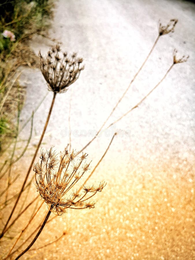 Wild Dill Flowers -Novaci Romania 11 Stock Image - Image of dill ...