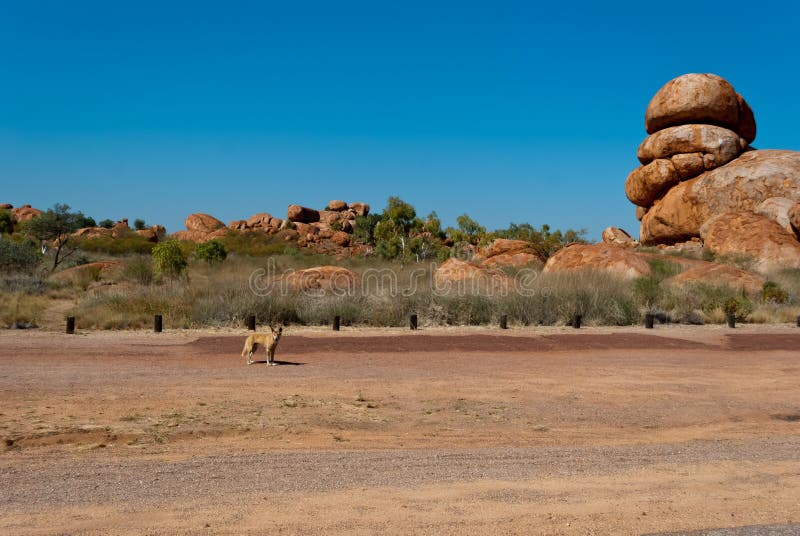 Dingo stock photo. Image of dingo, snarl, australian - 10346374