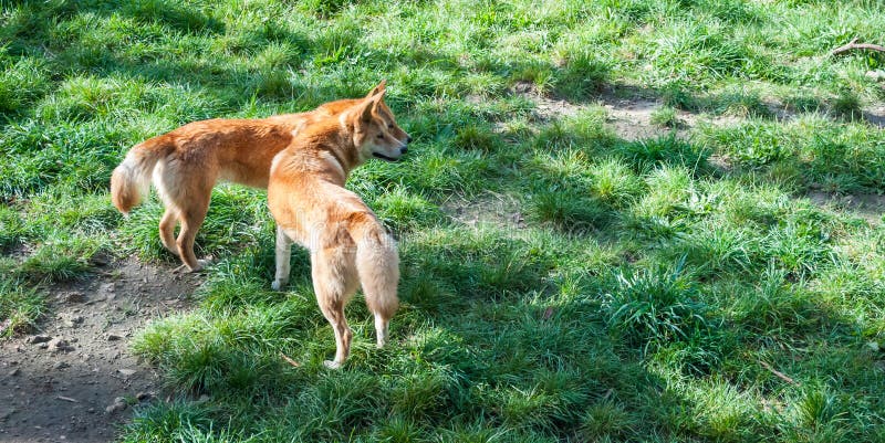 Two Wild Dingos Drinking Water at Camp Ground Stock Photo - Image of ...