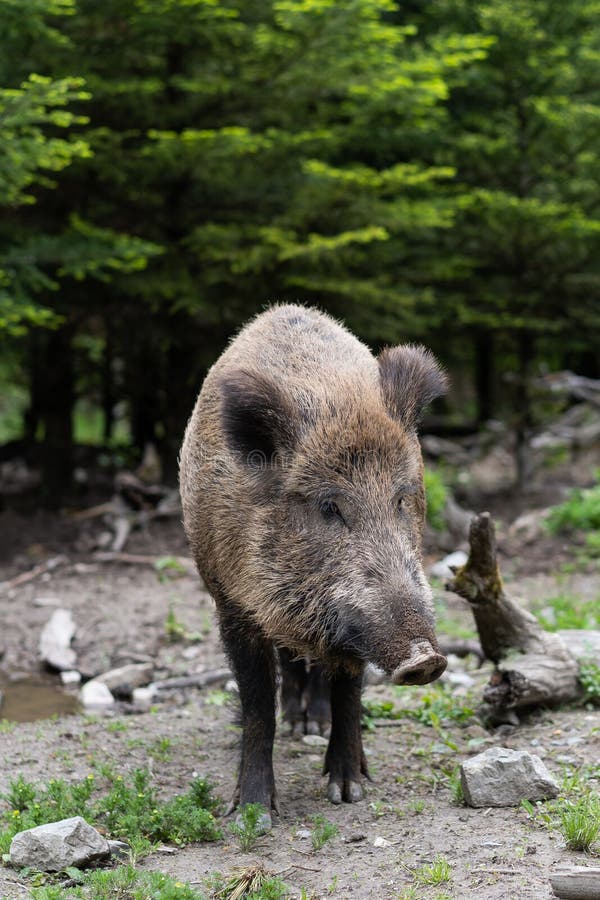 Wild dirty boar in forest stock image. Image of omnivore - 219472731