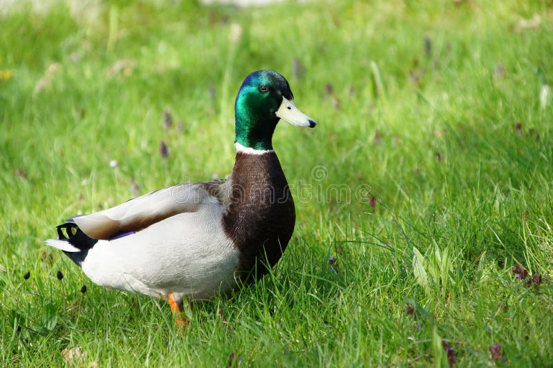 Wild dock stock photo. Image of beautiful, single, wildlife - 24662184