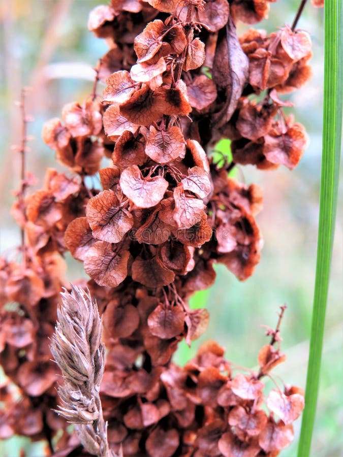 Wild Dock Plant, Rumex, Dry Seeds in Clusters on a Stalk Macro Stock ...