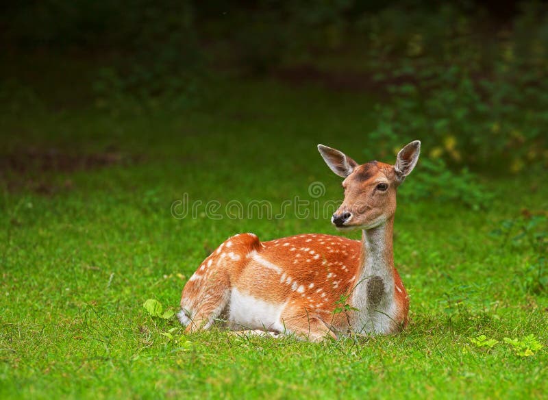 Wild Doe stock photo. Image of wild, spotted, untamed - 2870486
