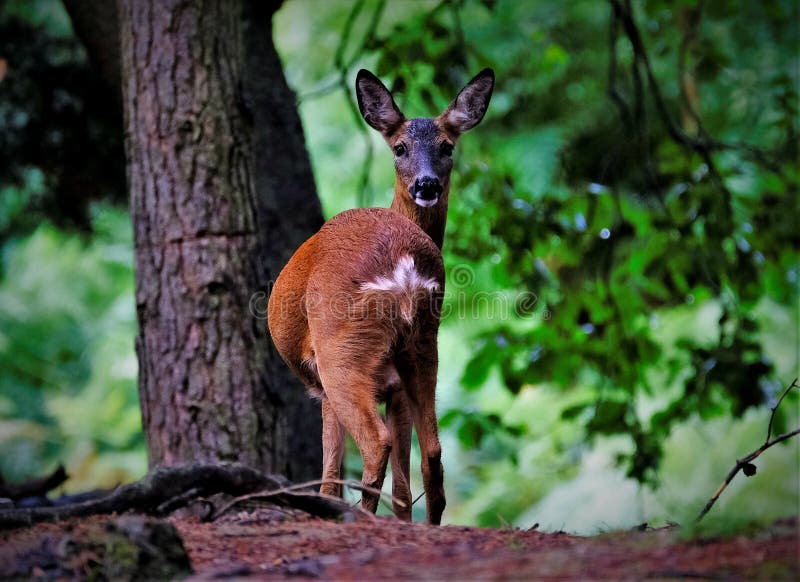 Wild Doe Curiously Looking at Something in a Fores Stock Image - Image ...