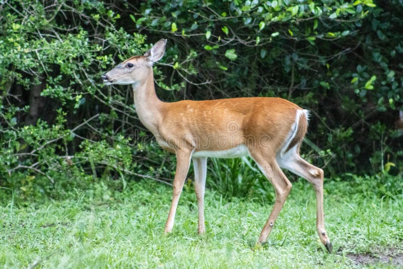 Wild Doe Deer in State Park Stock Photo - Image of state, beige: 229267762