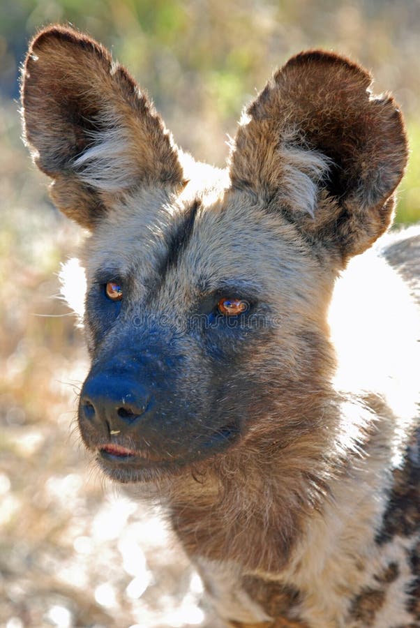 African Wild Dog portrait stock image. Image of pack - 28423687