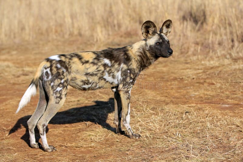 Wild dog stock photo. Image of outdoor, national, reserves - 5821174