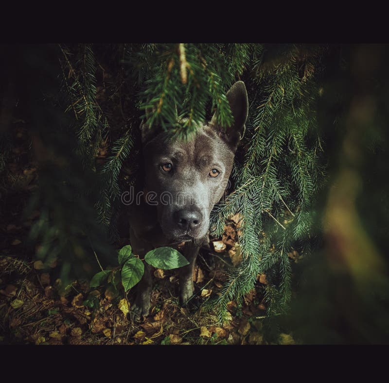 Wild dog in forest stock photo. Image of evening, grey - 60500926