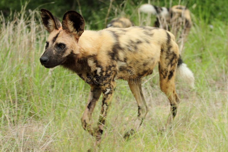 Wild Dog lycaon pictus stock image. Image of kill, endangered - 19342307
