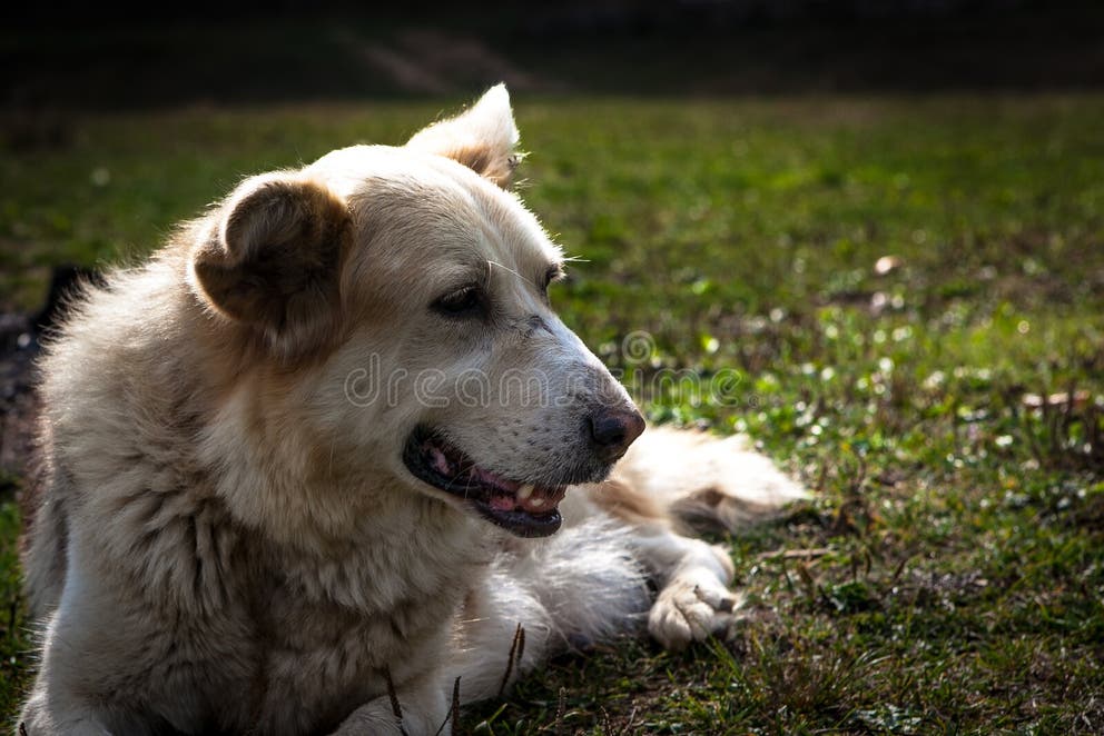 Wild dog stock image. Image of life, canine, animal, calm - 52235873