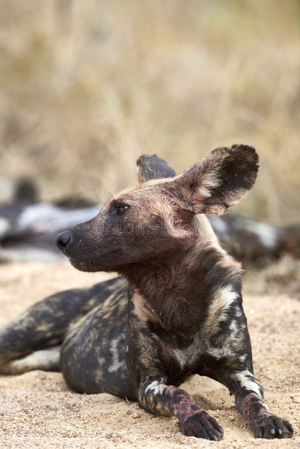 Wild dog portrait stock image. Image of africa, animal - 57016549