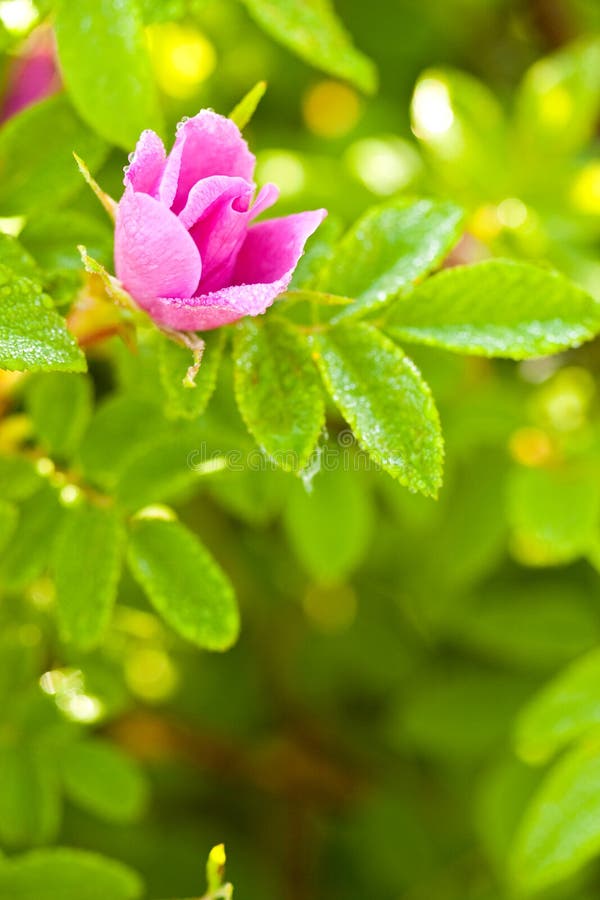 Wild Rose (Dog Rose) Stock Image - Image of natural, flower: 27160293
