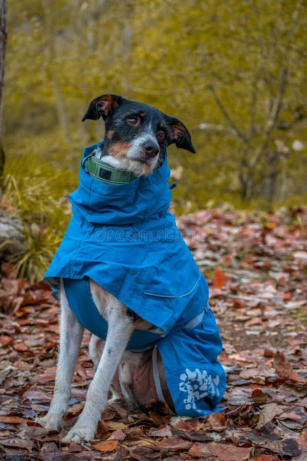 Wild Dog Running Posing in the Forest Stock Photo - Image of cute ...