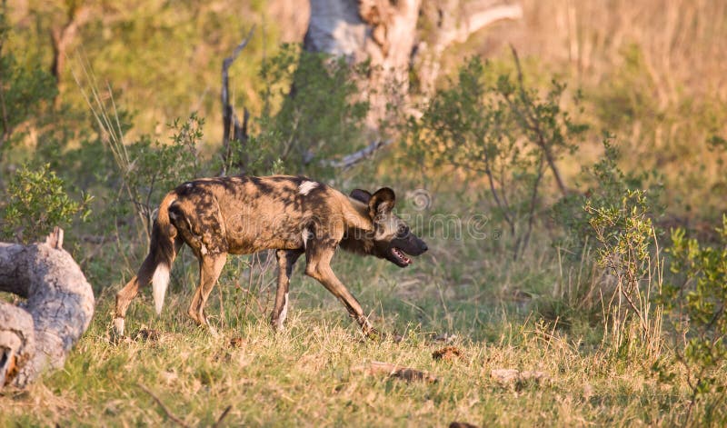 Wild Dog stalking stock image. Image of botswana, fierce - 22186355