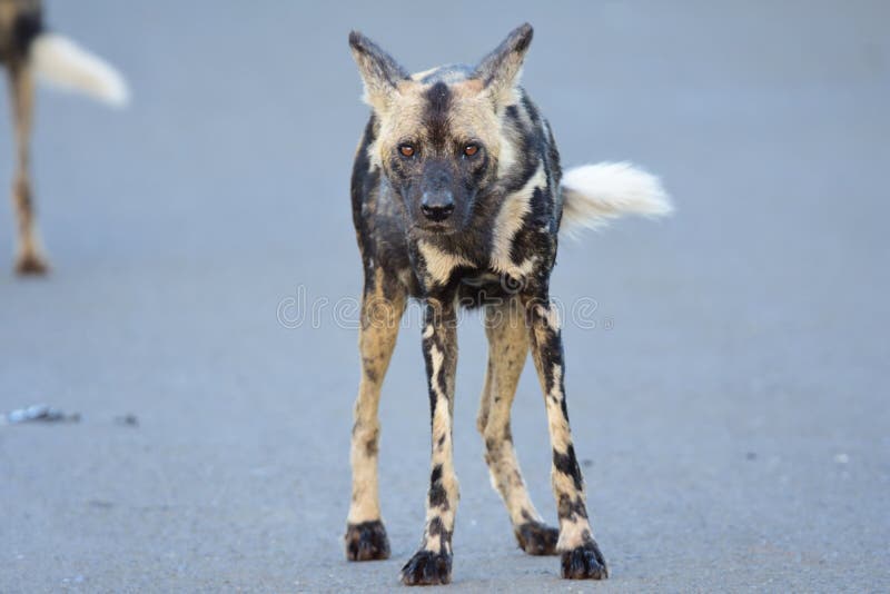 Dog Staring into Camera stock image. Image of faithful - 46383455