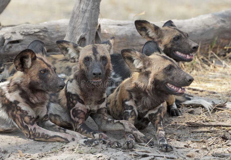 Wild dogs in South Africa stock photo. Image of safari - 9476778