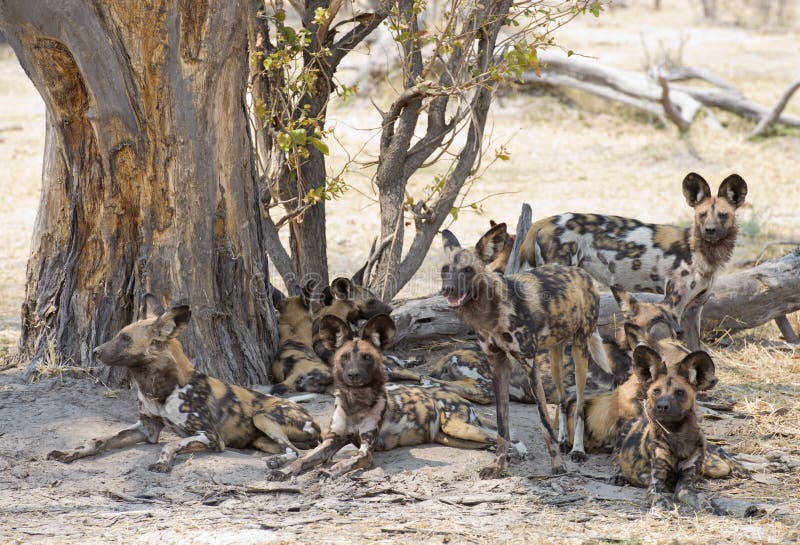 Wild dogs in South Africa stock photo. Image of safari - 9476778