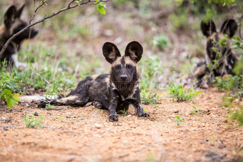 Wild Dogs Lying in the Wilderness Stock Photo - Image of reserve ...