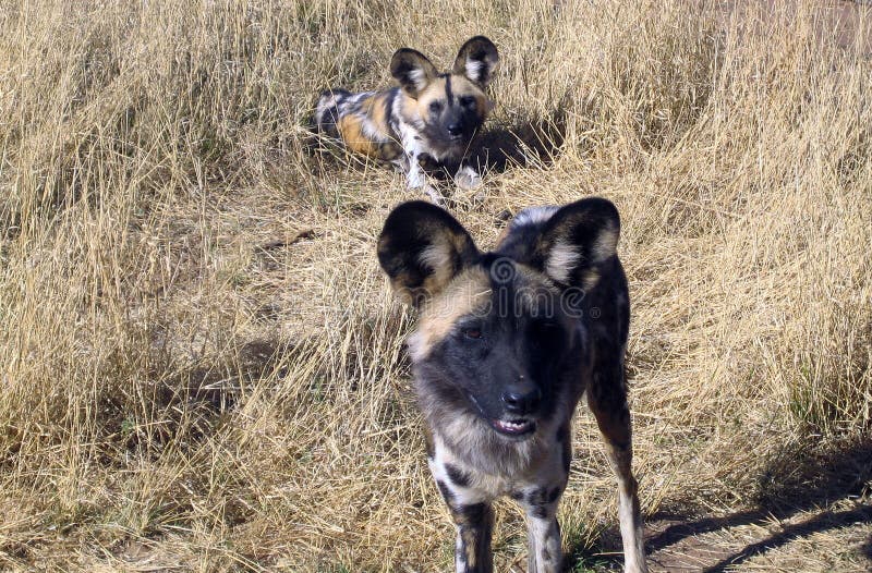Wild Dogs in Namibia stock photo. Image of african, nature - 80867082