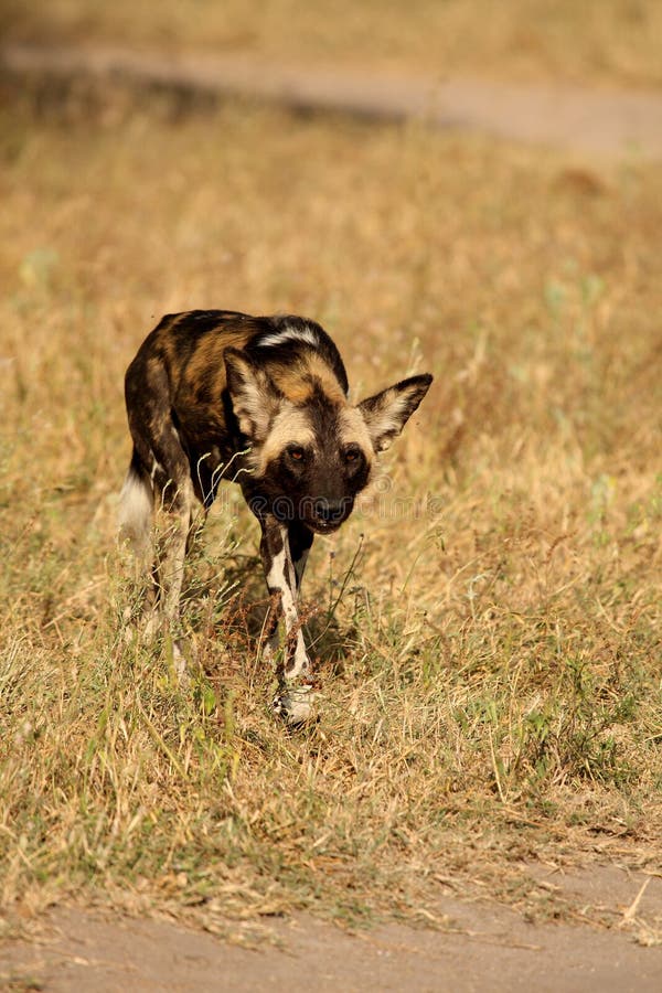 Pack of African Wild Dogs (Lycaon Pictus) Stock Photo - Image of nature ...