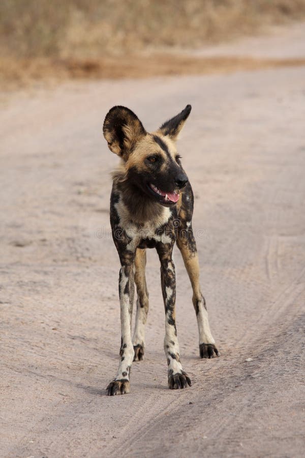 Wild dogs in South Africa stock photo. Image of sands - 9425556