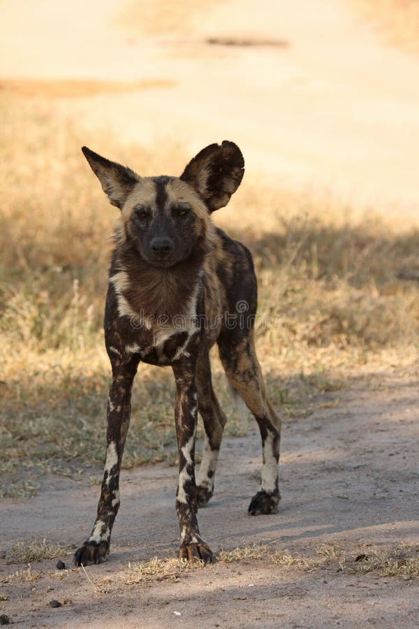 Wild dogs in South Africa stock image. Image of ears, endangered - 9424787