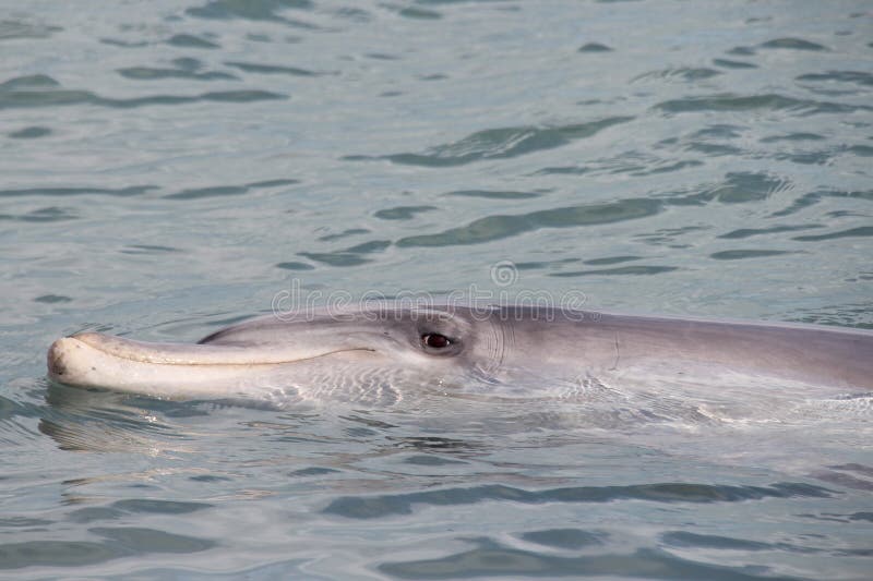 Wild Dolphin in the Indian Ocean at Shark Bay (australia) Stock Image ...