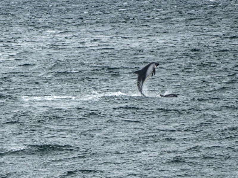 Dolphin Jump in the Sea in Patagonia Stock Image - Image of intelligent ...